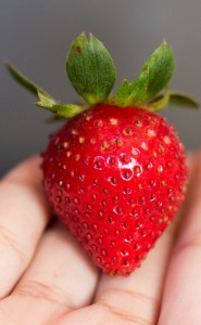 BERRYWORLD IBERIA, S.L.U. | Freshuelva